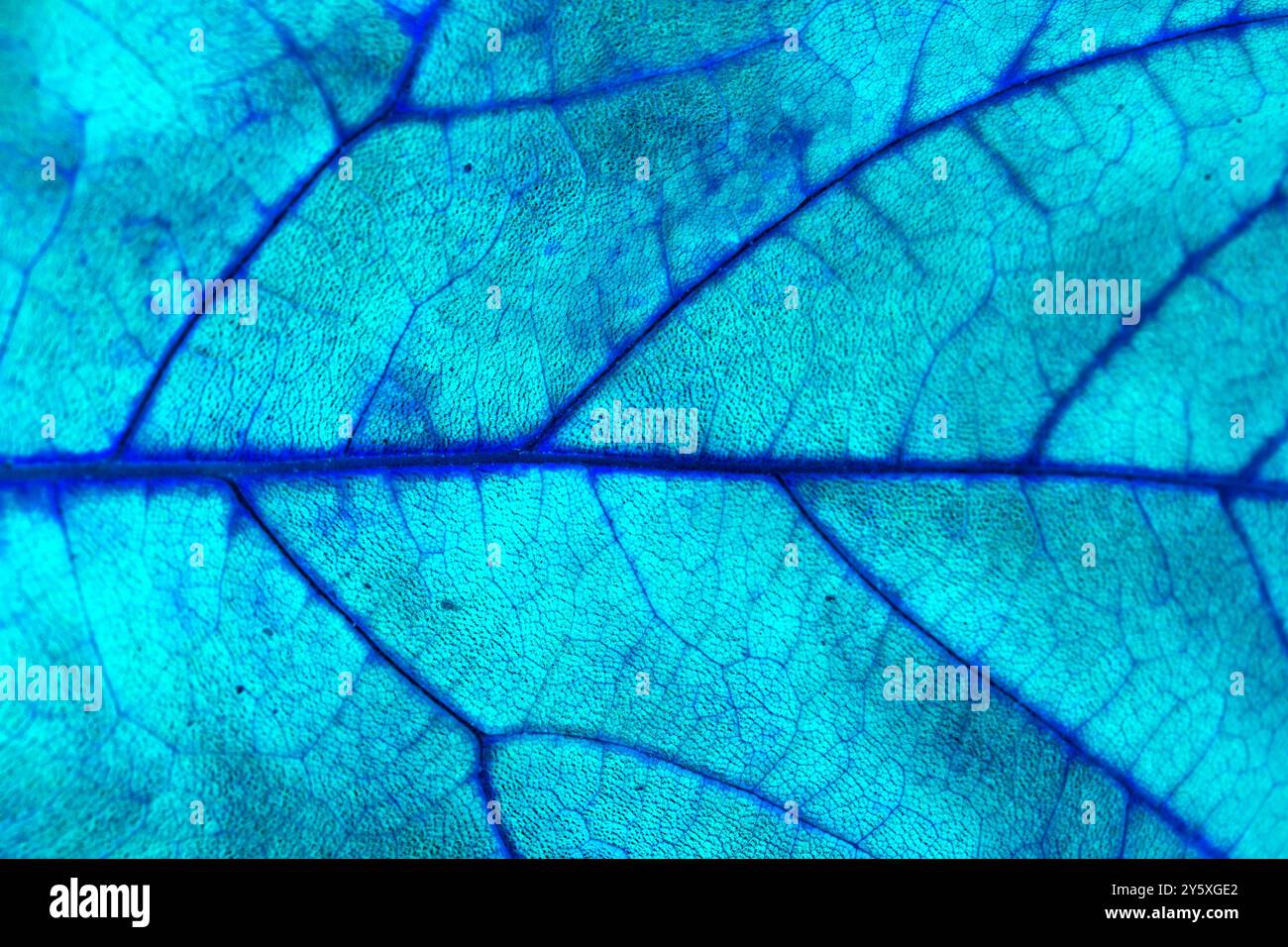 Abstract Close Up of and Autumn Leaf Veins in Blues For Background ...