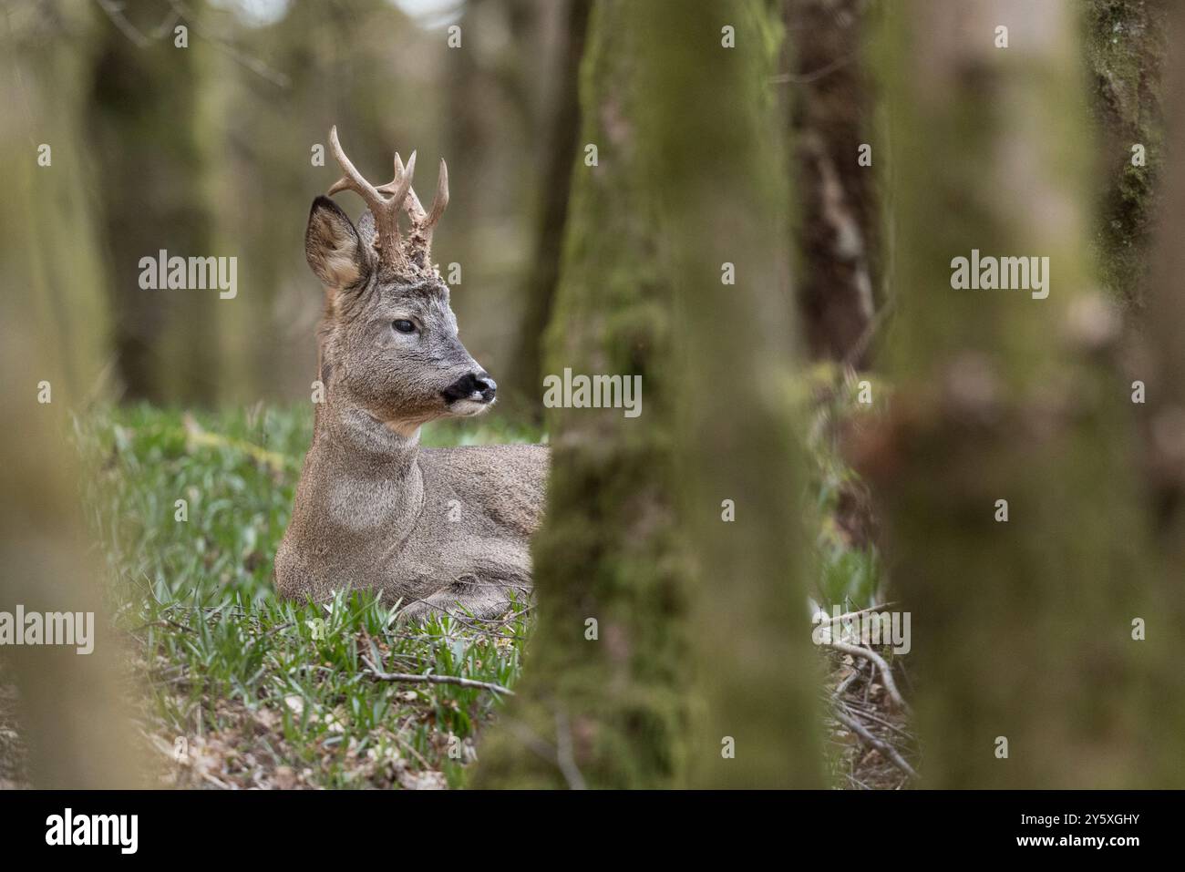 Roe Deer buck sitting down in the woods Stock Photo - Alamy