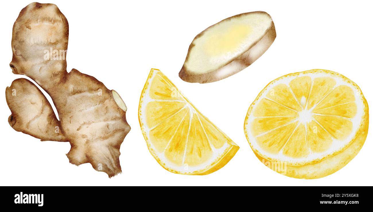 Lemon and ginger watercolor set. Hand drawn citrus and hot root on ...