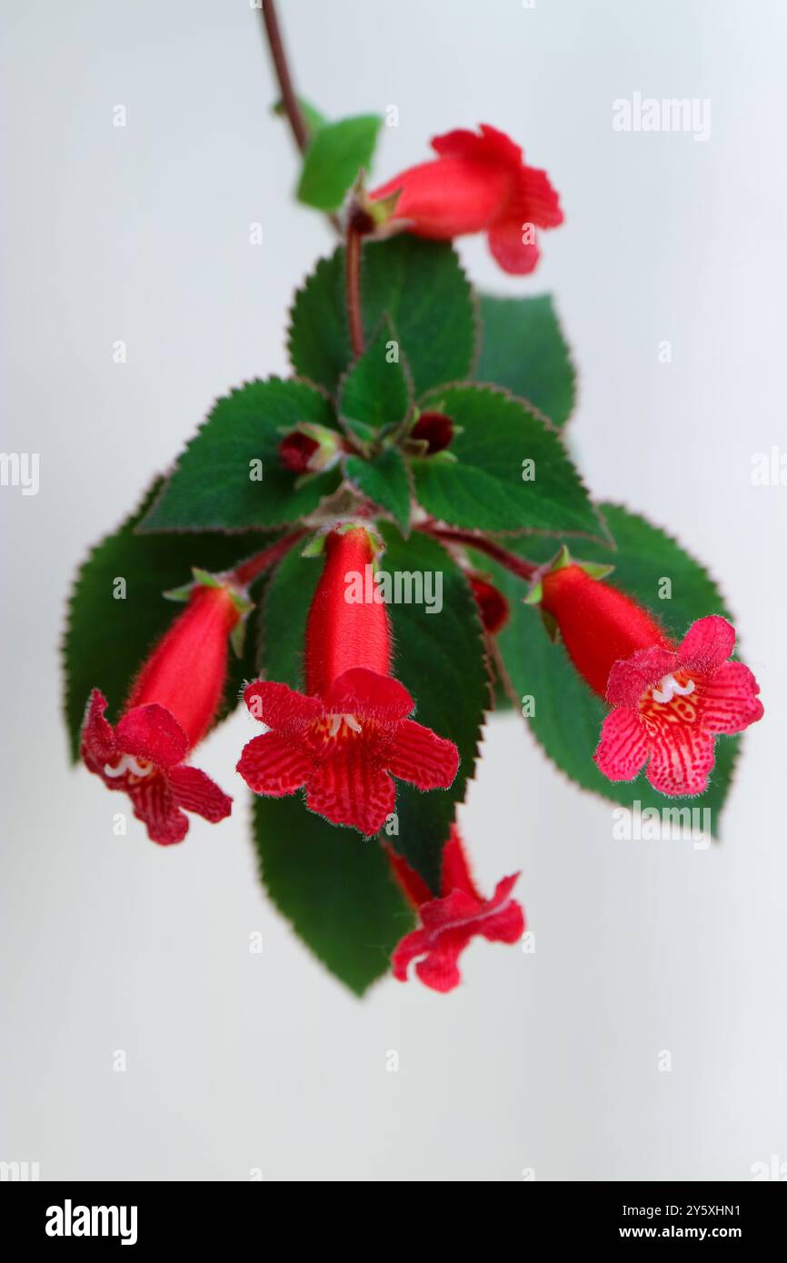 Red Kohleria Rongo with soft petals , soft red flowers with buds and ...