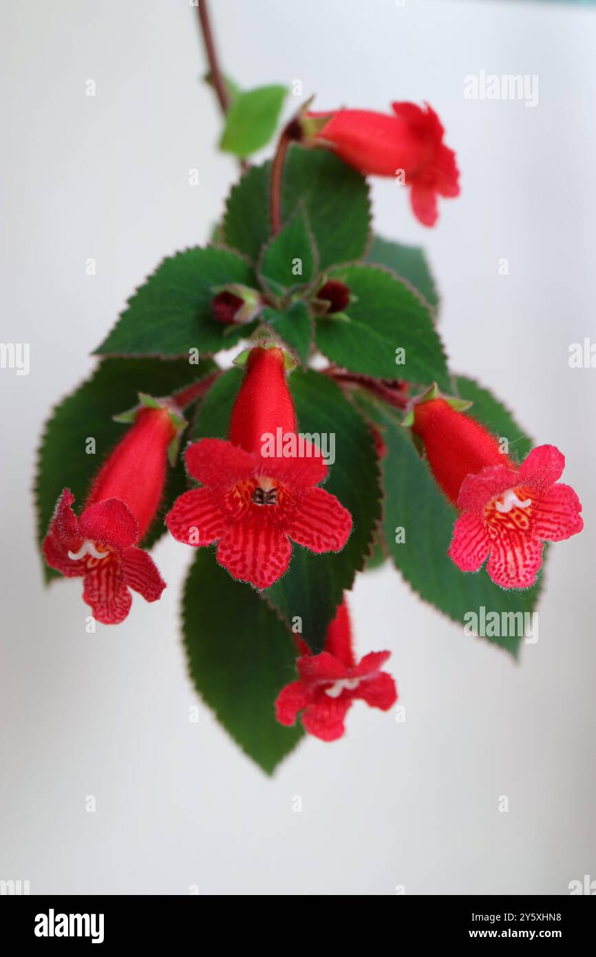 Red Kohleria Rongo with soft petals , soft red flowers with buds and ...