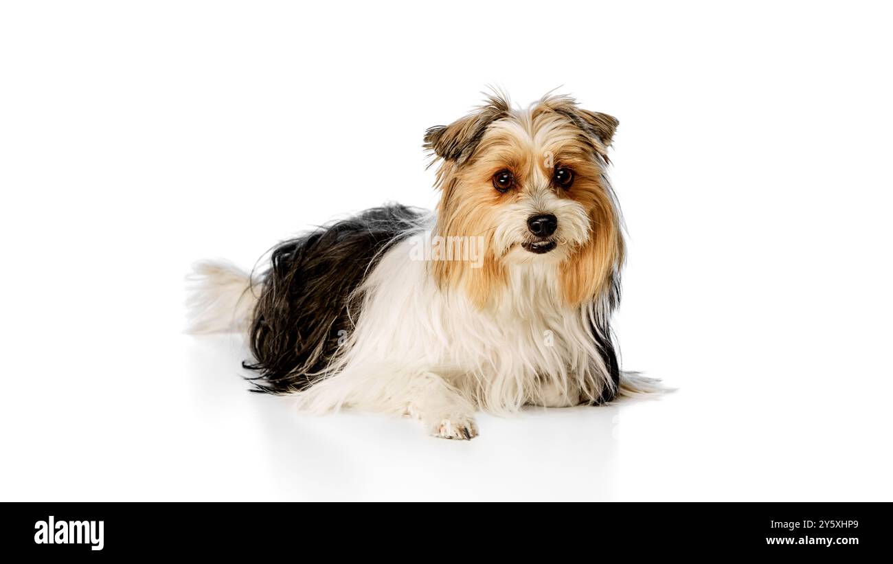 Adorable, small, fluffy dog, purebred Biewer Yorkshire Terrier calmly ...