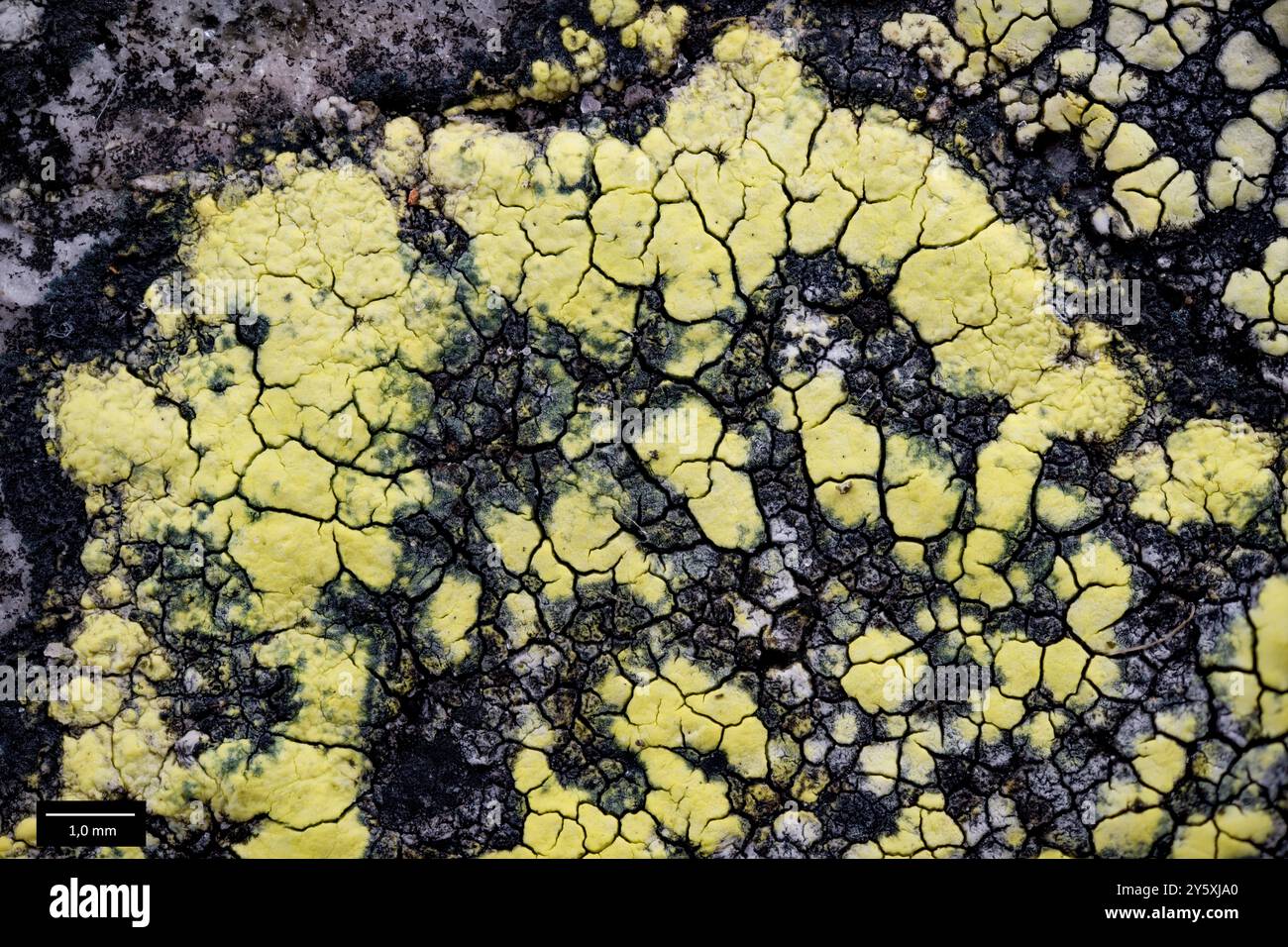Extreme macro photo of common map lichen (Rhizocarpon geographicum ...