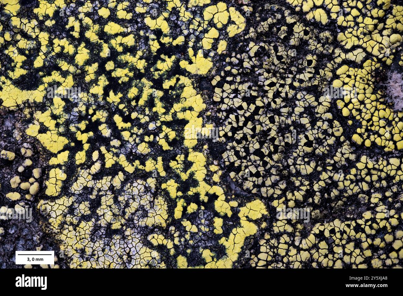 Macro photo of common map lichen (Rhizocarpon geographicum Stock Photo ...