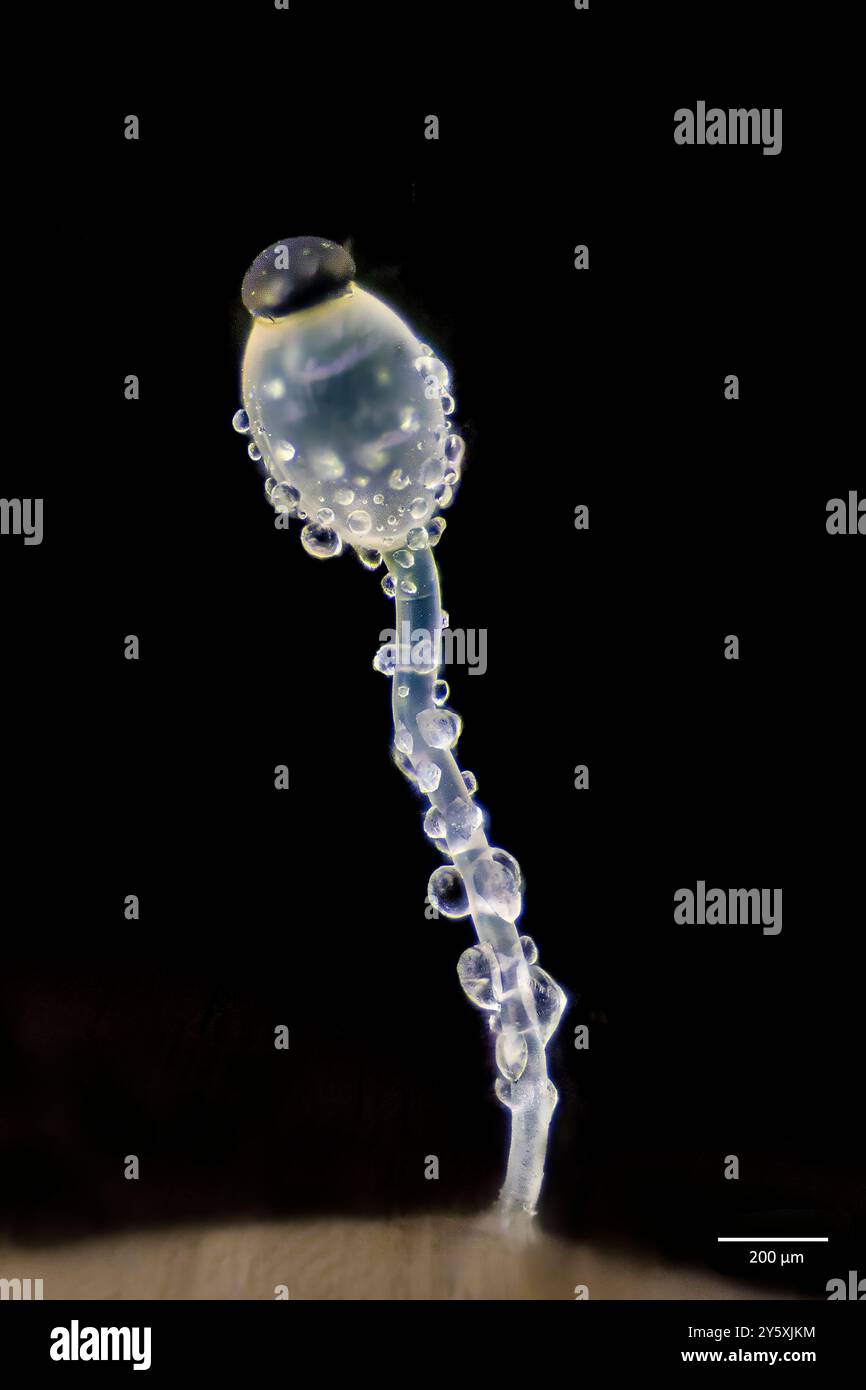 Pilobolaceae hi-res stock photography and images - Alamy