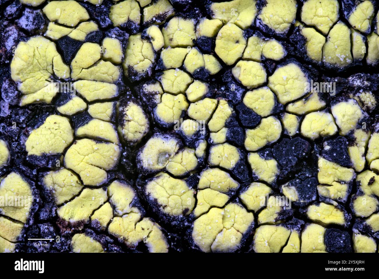 Extreme macro photo of common map lichen (Rhizocarpon geographicum ...