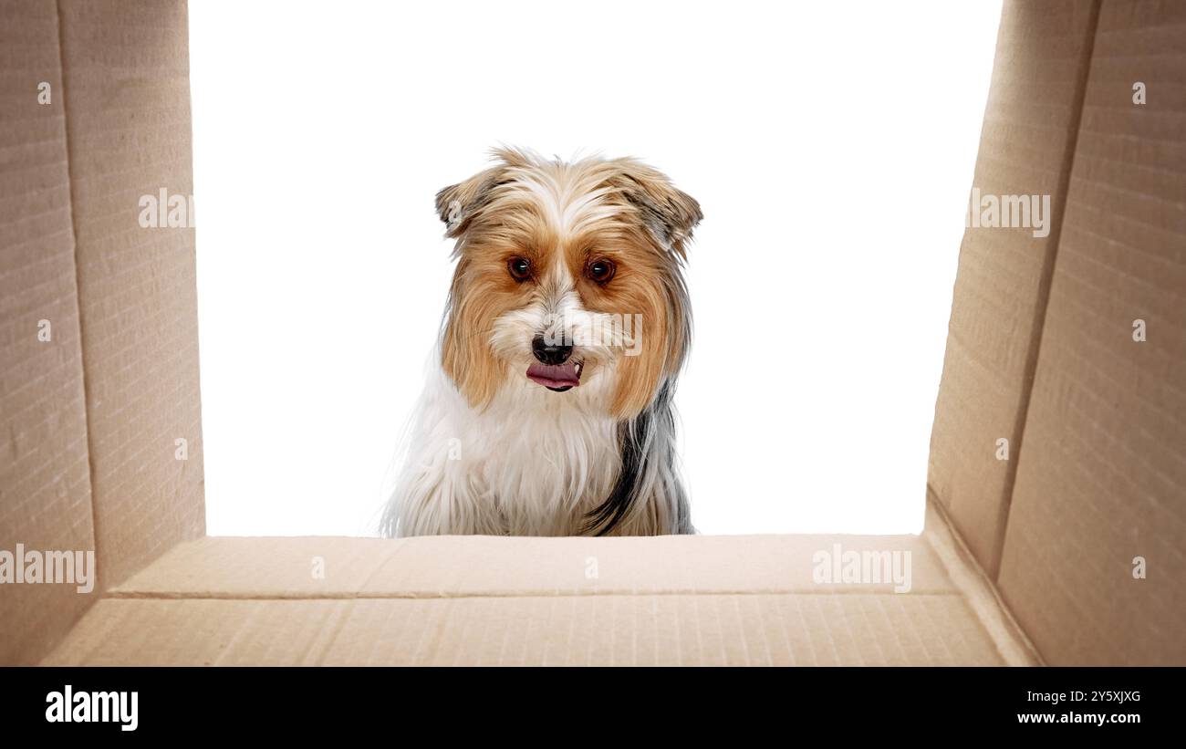 Curious purebred Biewer Yorkshire Terrier dog looking inside carton box ...
