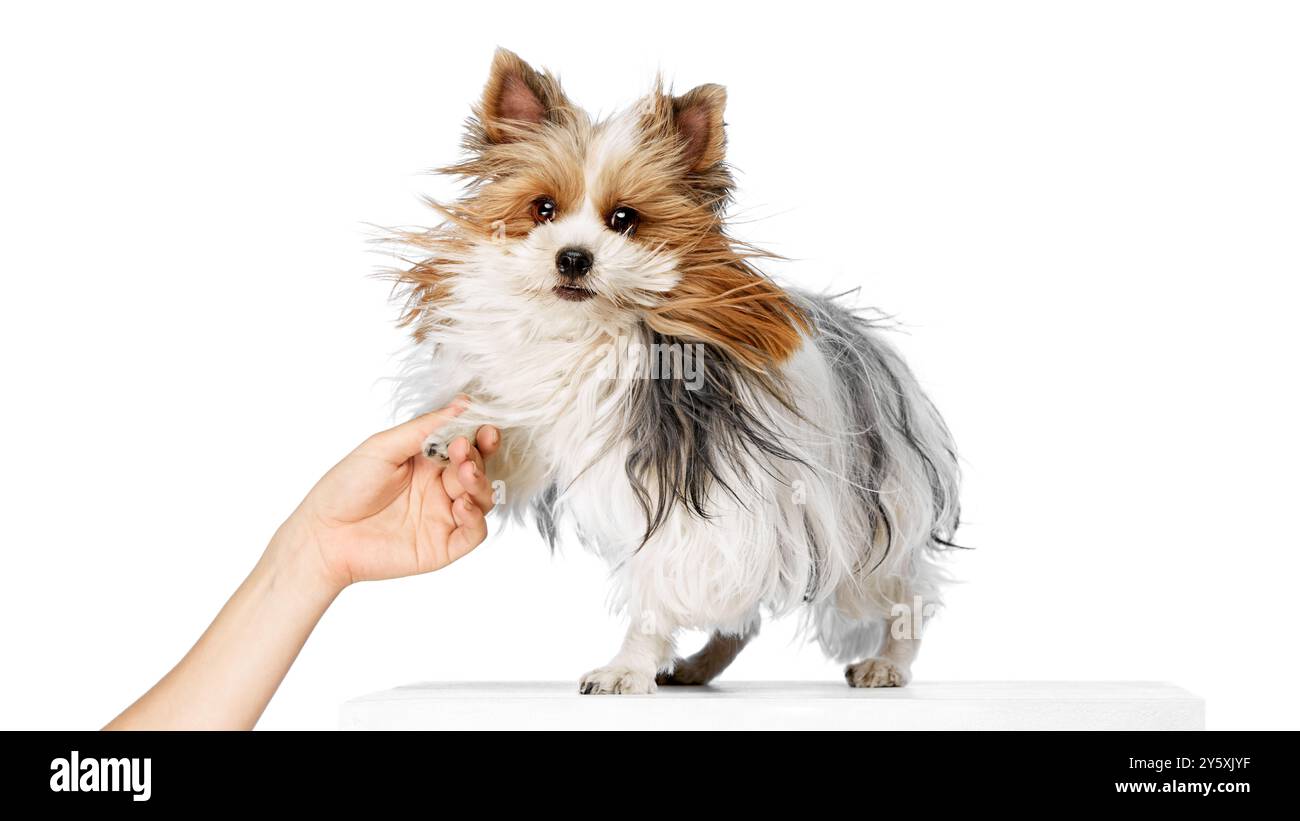 Small, fluffy dog, Biewer Yorkshire Terrier standing and giving paw ...