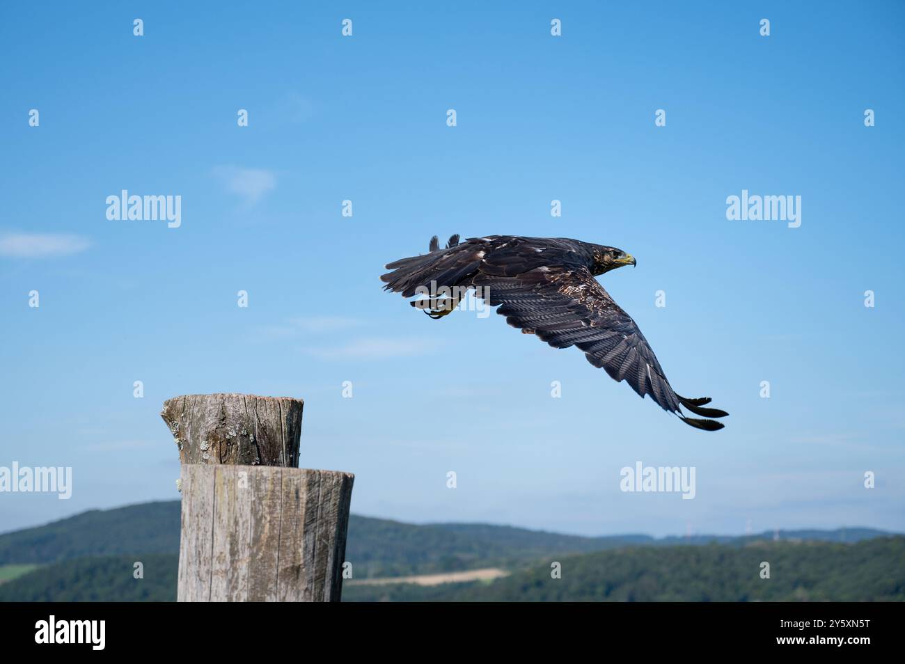 Black hawk, wildlife, raptor bird of prey in flight, habitat, forest ...