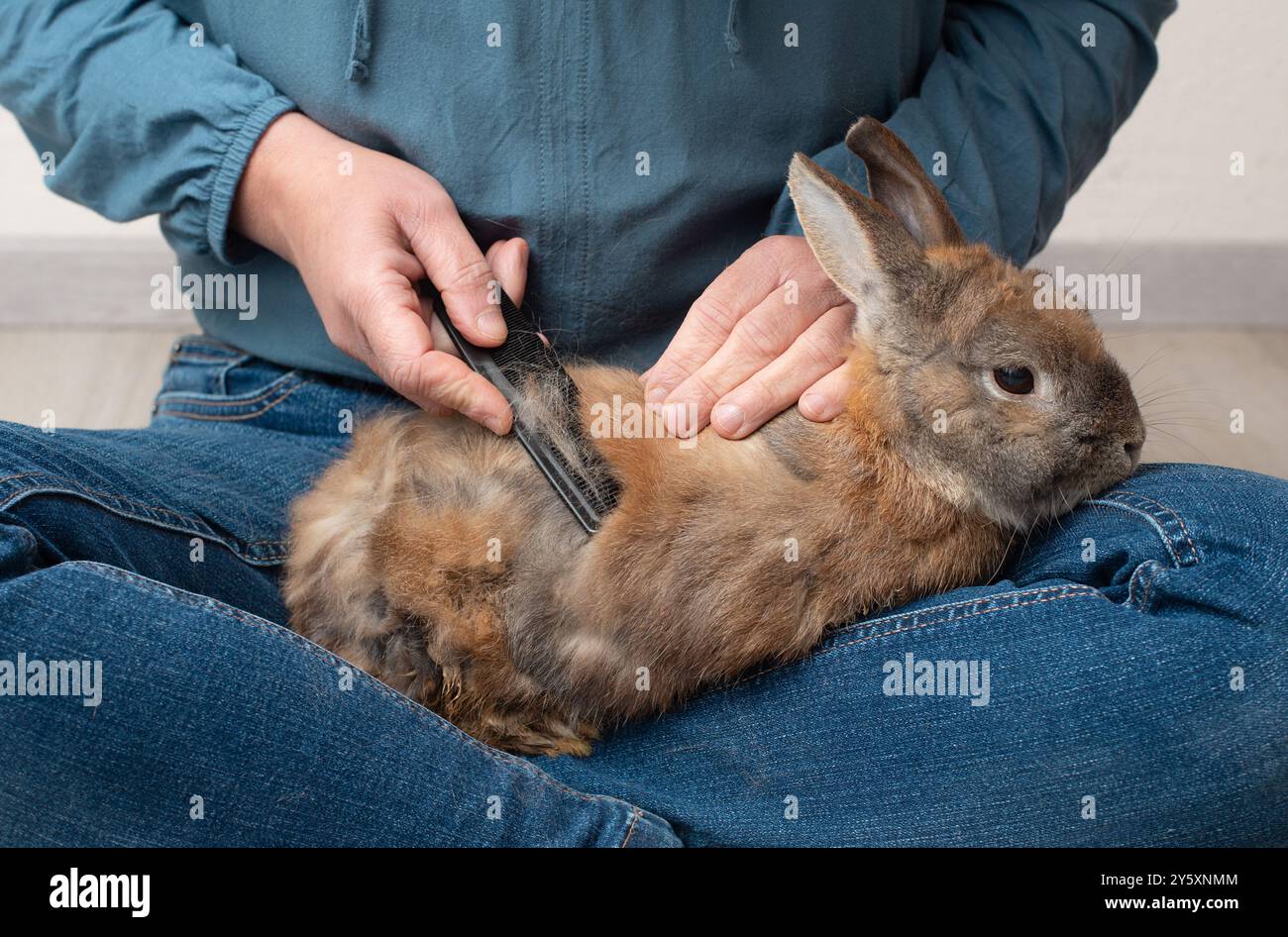 Domestic rabbit pathological hair loss, comb fur of pet animal, coat ...