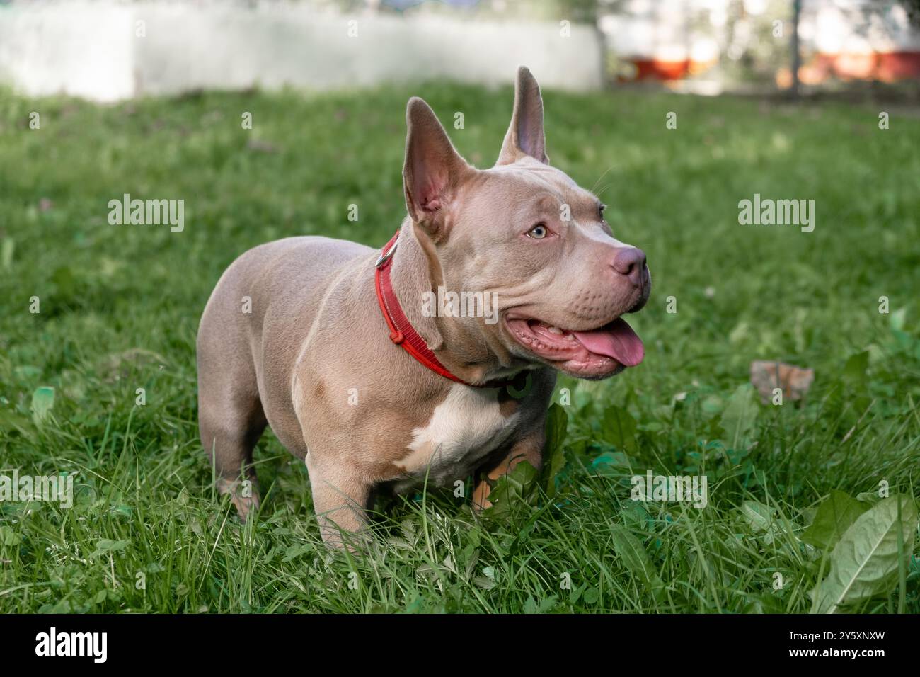 American bully dog happily hi-res stock photography and images - Alamy