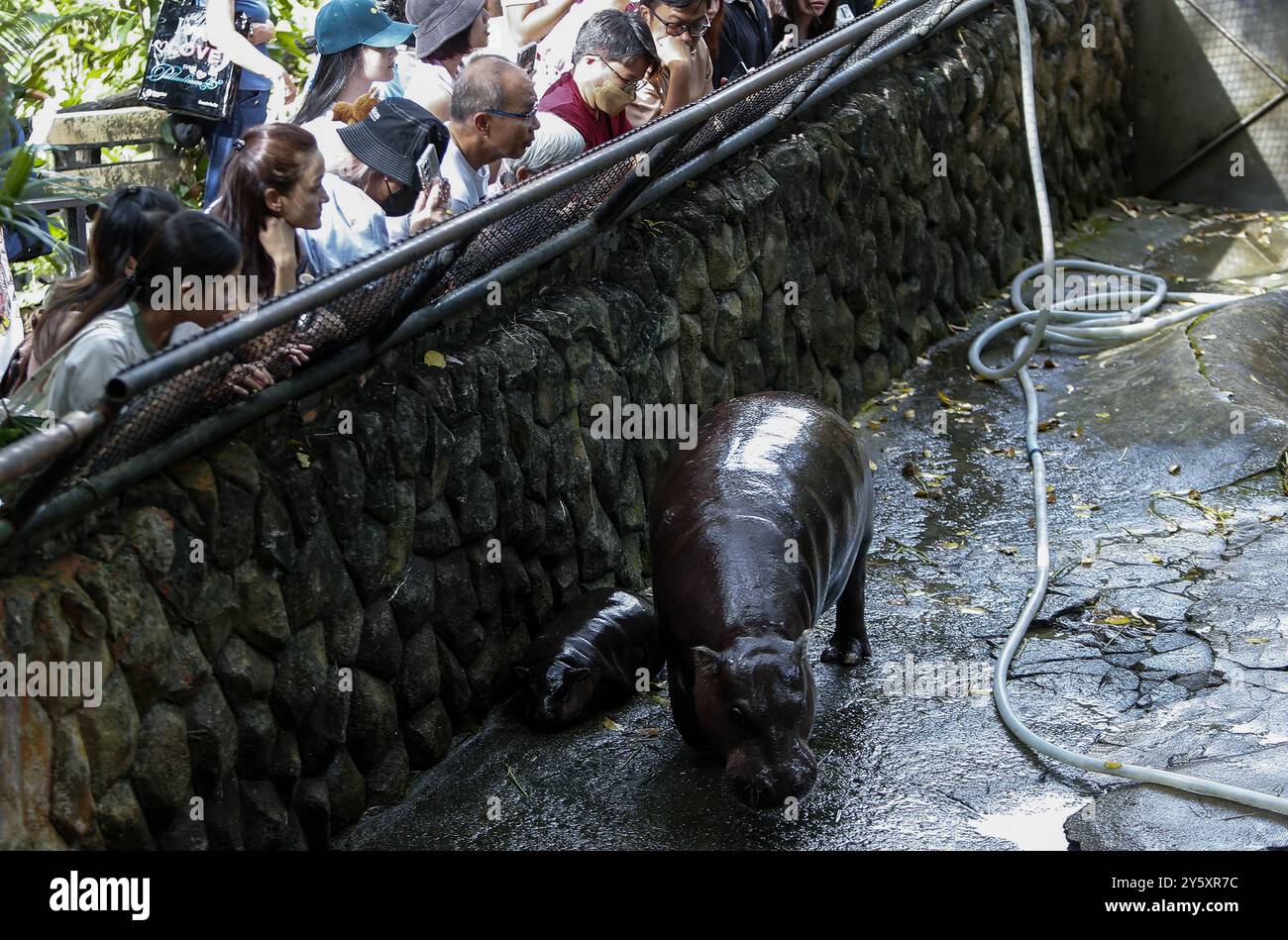 Moo deng hi-res stock photography and images - Alamy
