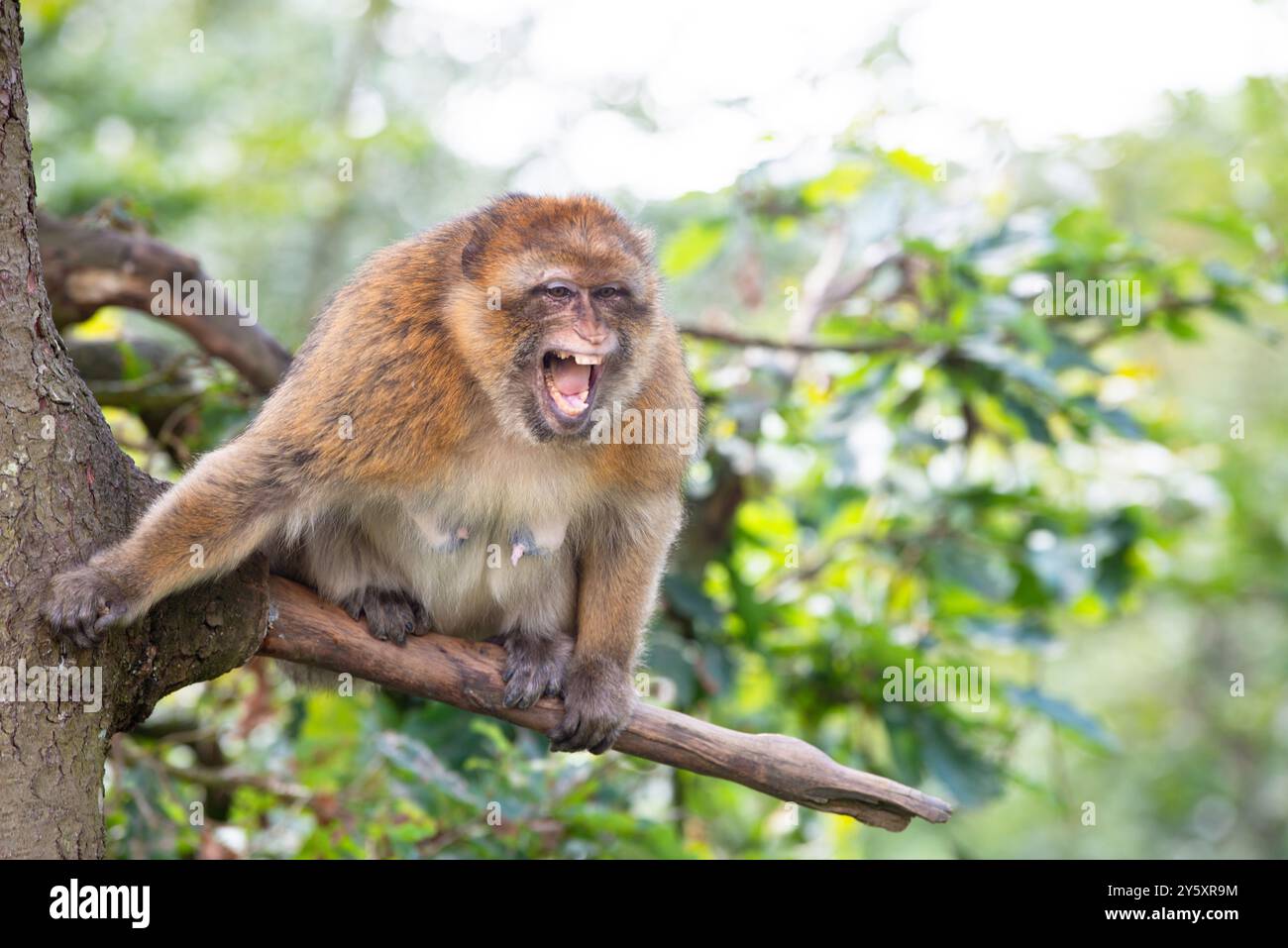 Barbary macaque ape, angry rhesus monkey on a tree wildlife of North ...