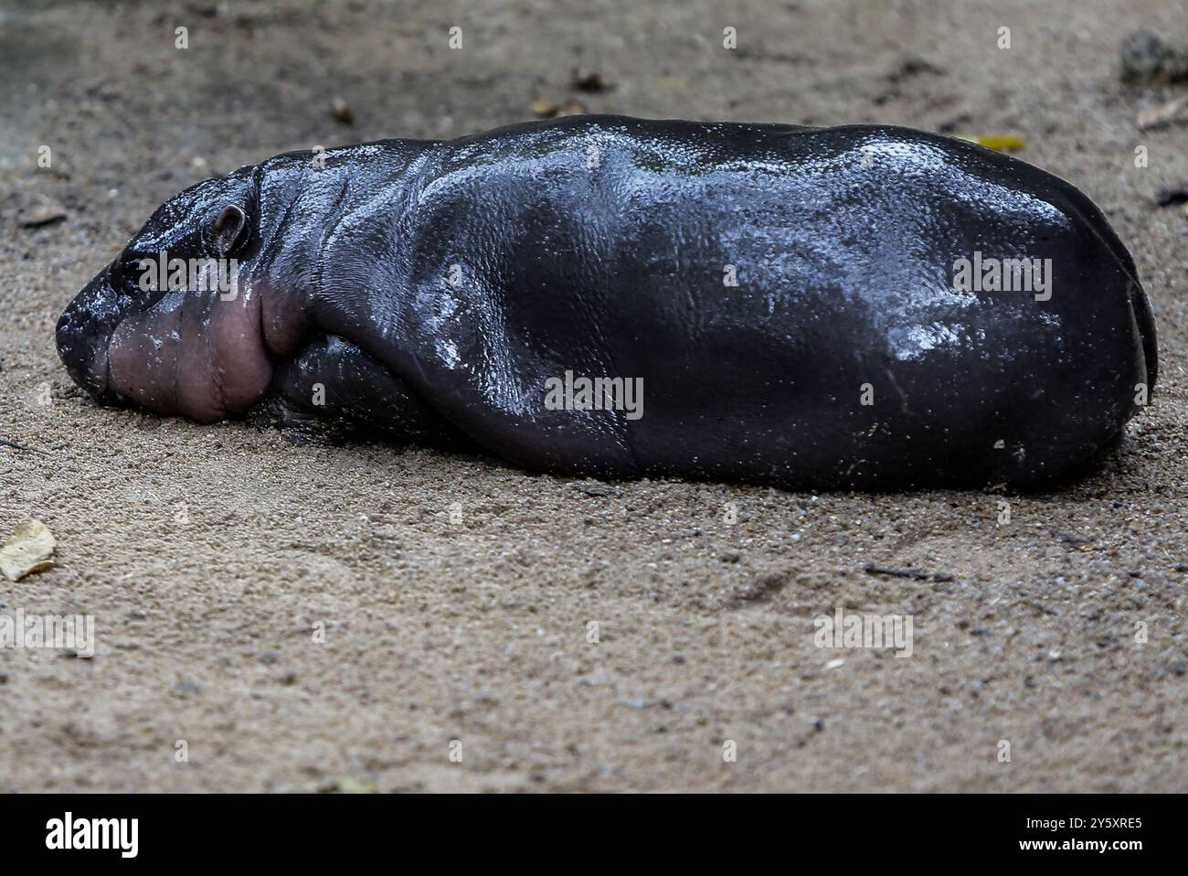 A female pygmy hippopotamus named "Moo Deng", which means Pork bouncy ...