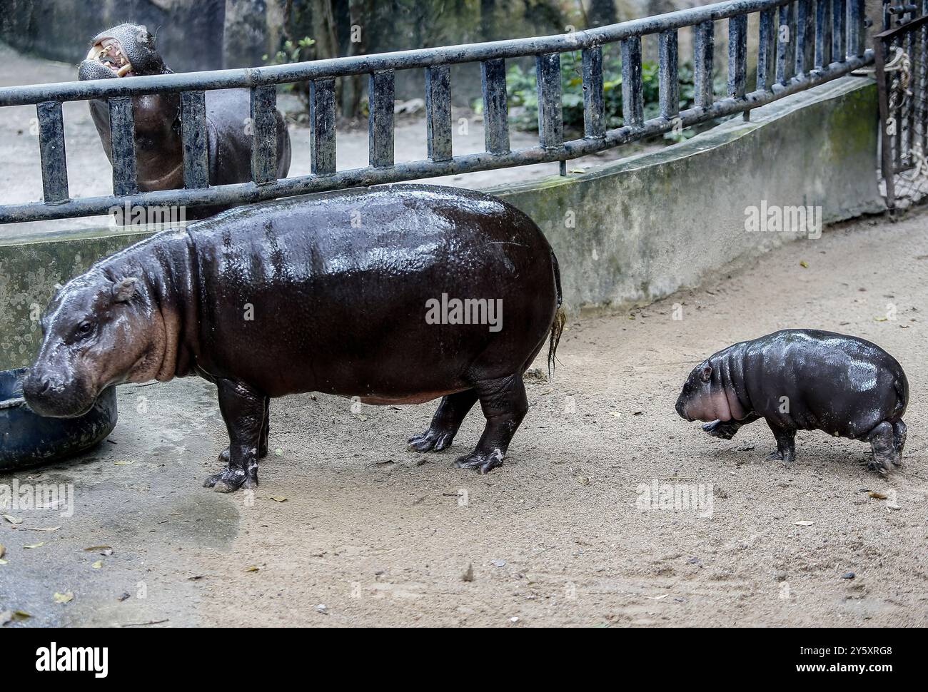 A female pygmy hippopotamus named "Moo Deng", which means Pork bouncy ...