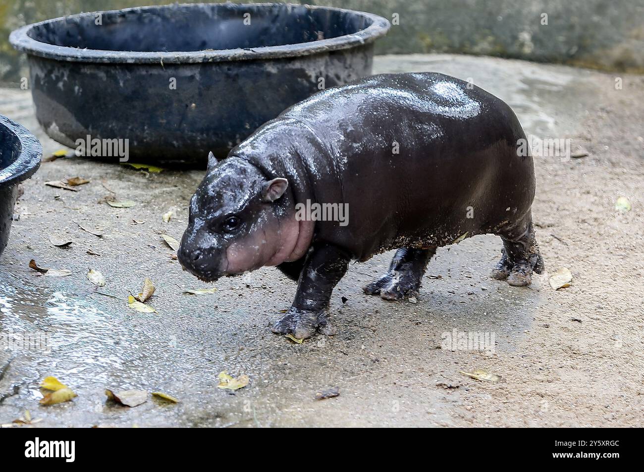 A female pygmy hippopotamus named "Moo Deng", which means Pork bouncy ...