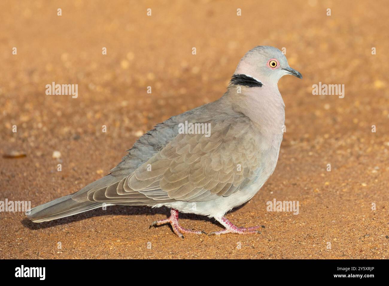 African Mourning Dove or Collared Mourning Dove (Streptopelia decipiens ...
