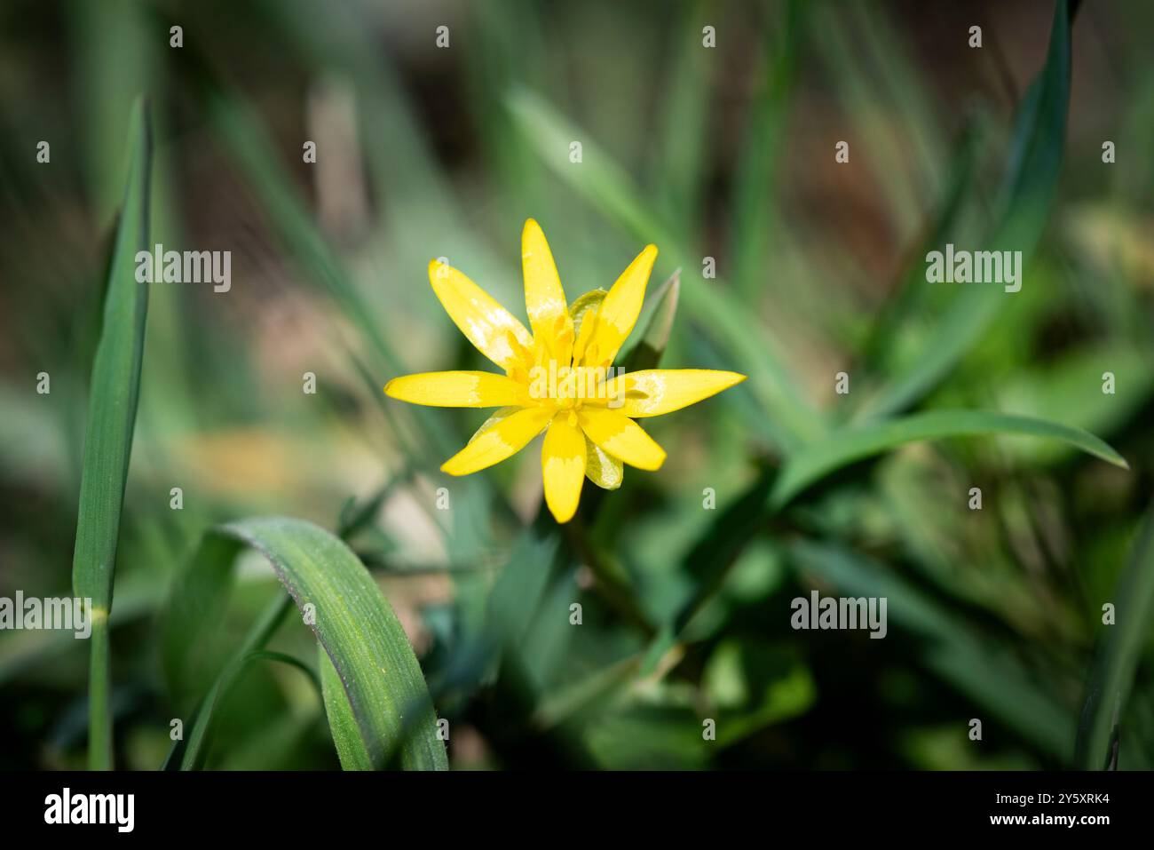 Bulbifera hi-res stock photography and images - Alamy