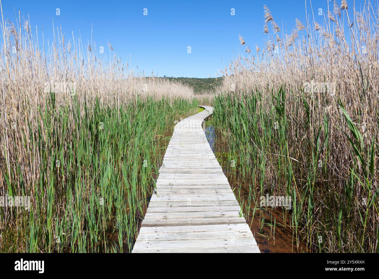 Reeded habitat hi-res stock photography and images - Alamy