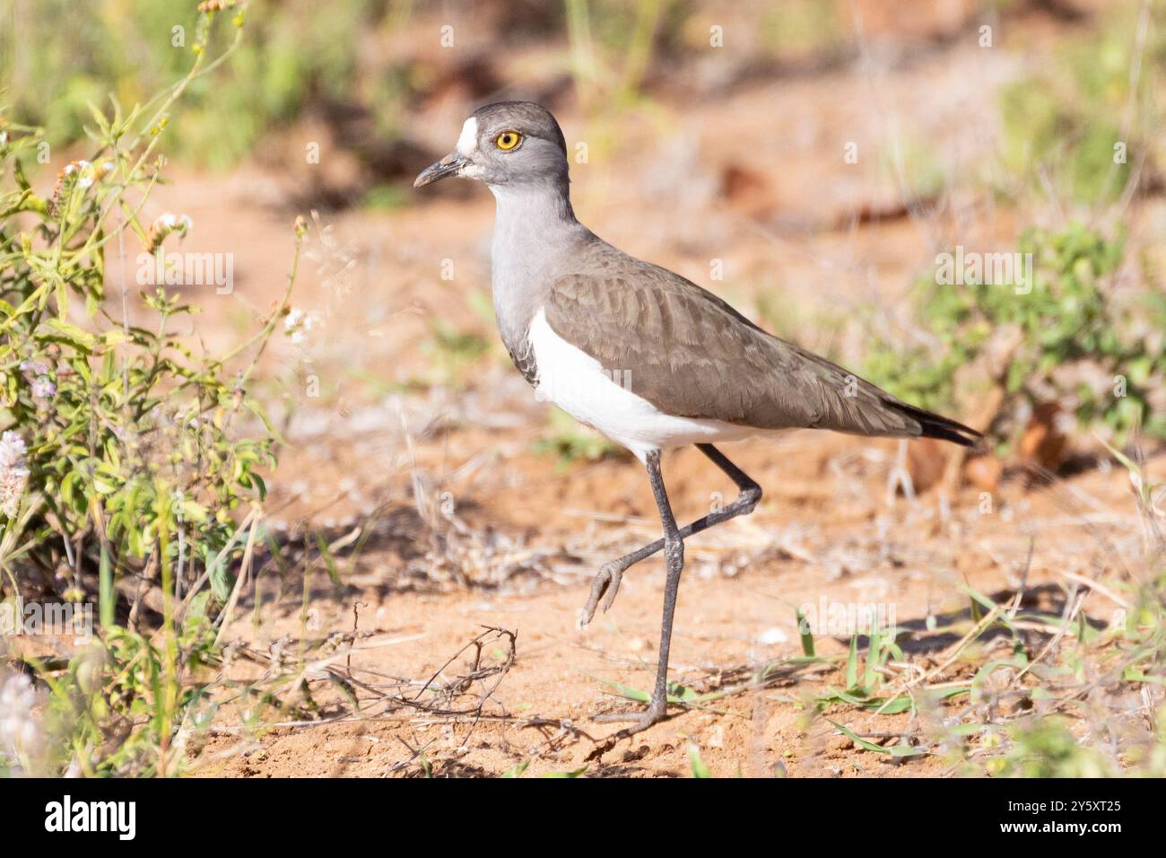 Black winged lapwing hi-res stock photography and images - Alamy