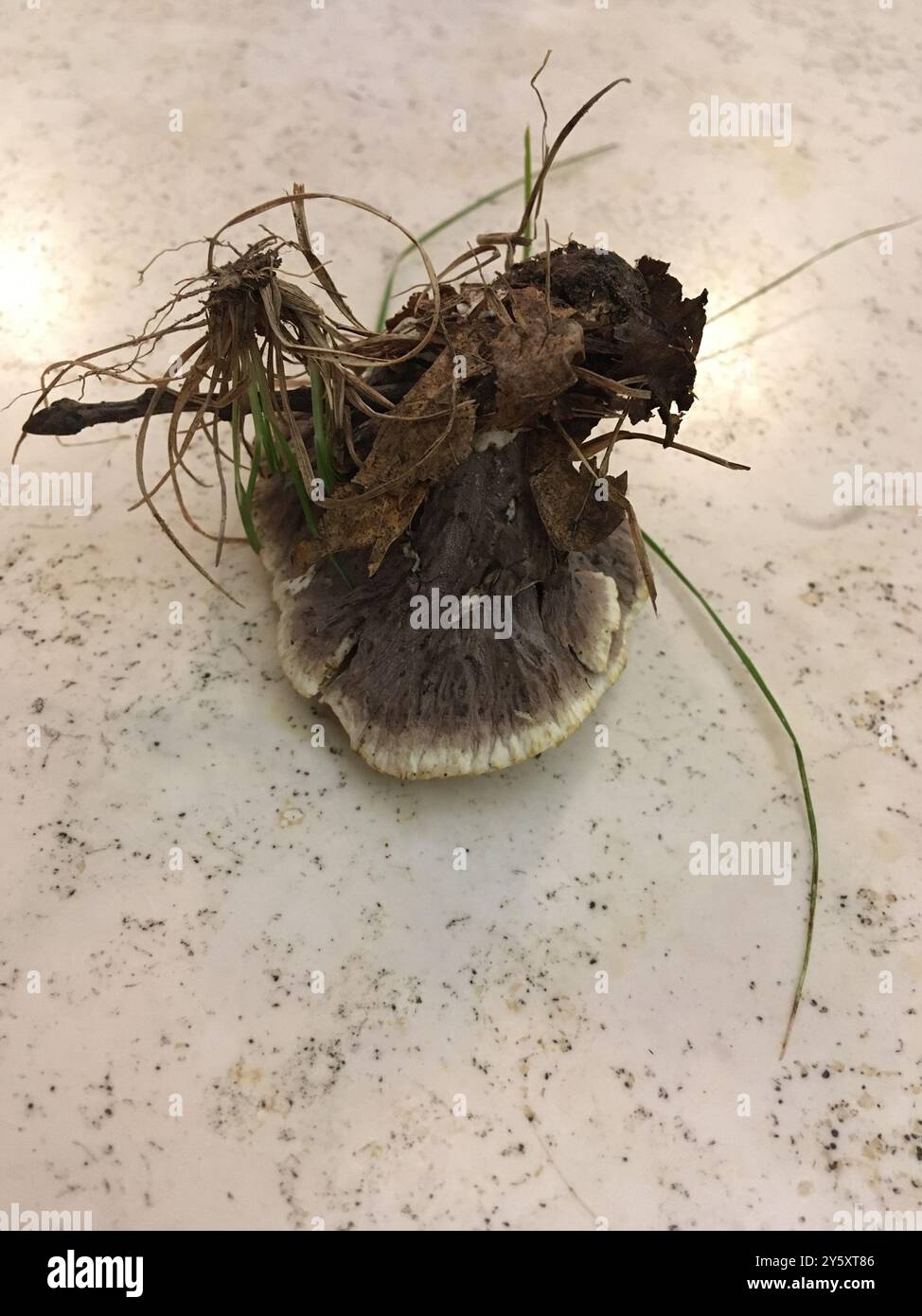 (Thelephora vialis) Fungi Stock Photo - Alamy