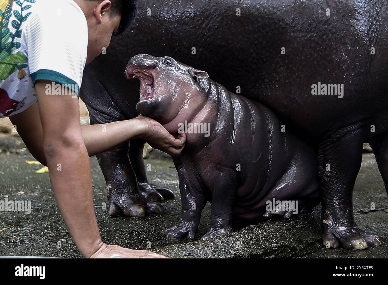 A zoo keeper plays with a female pygmy hippopotamus named "Moo Deng ...