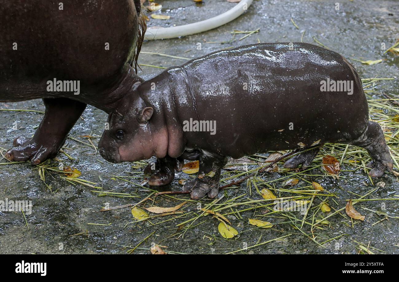 A female pygmy hippopotamus named "Moo Deng", which means Pork bouncy ...