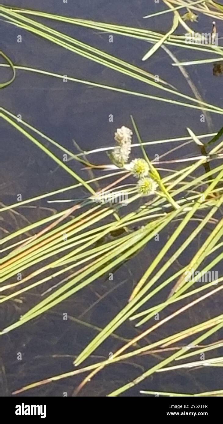 Narrow-leaved Bur-reed (Sparganium angustifolium) Plantae Stock Photo ...