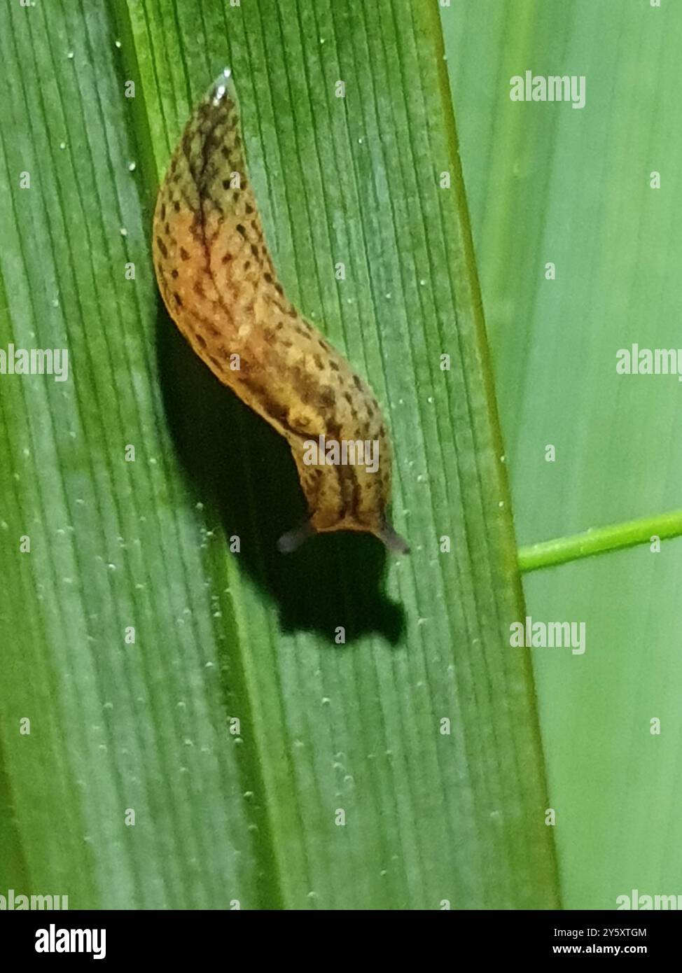 Leaf-veined Slugs (Athoracophoridae) Mollusca Stock Photo - Alamy