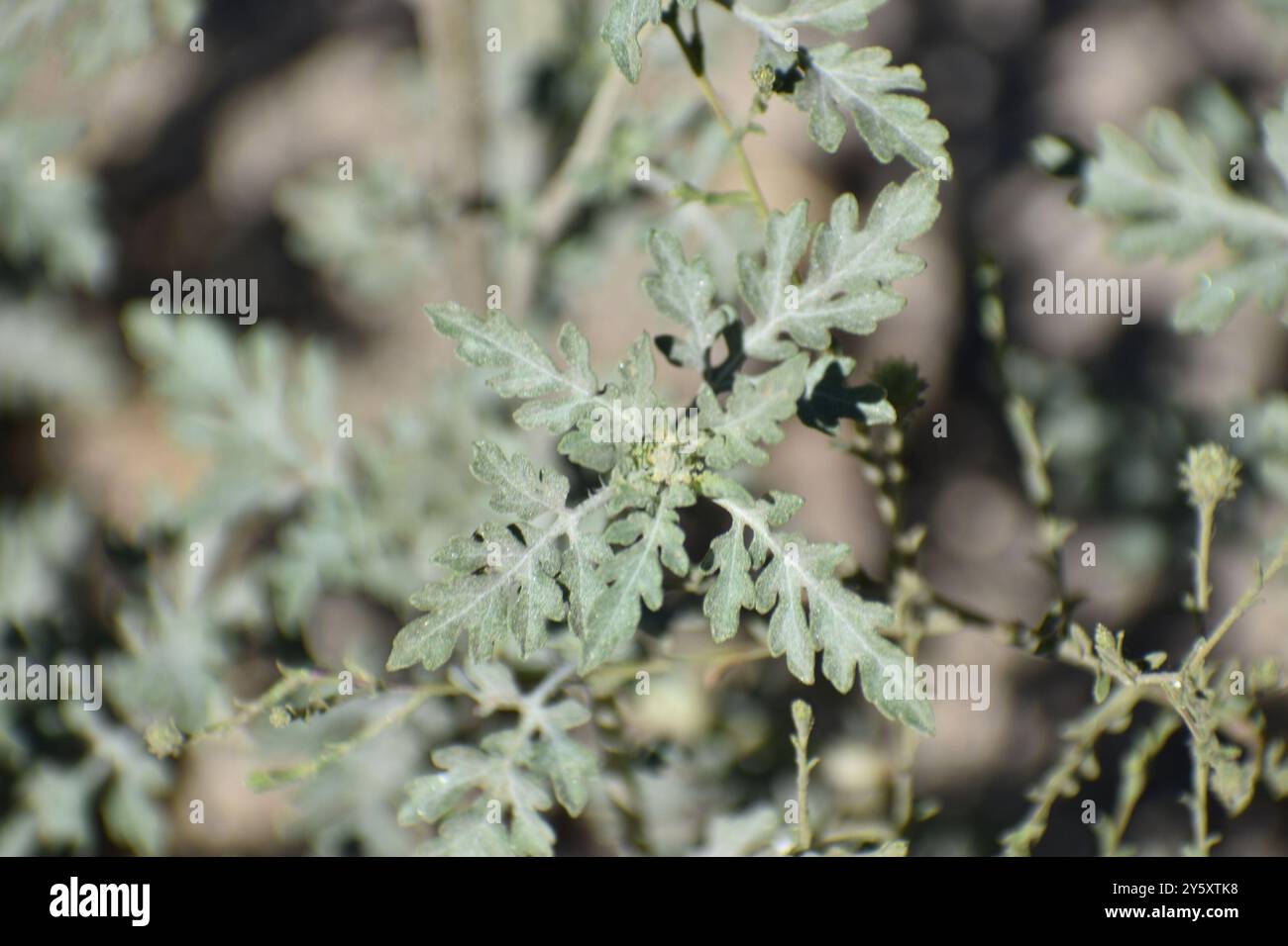 Valley Lessingia (Lessingia glandulifera) Plantae Stock Photo - Alamy