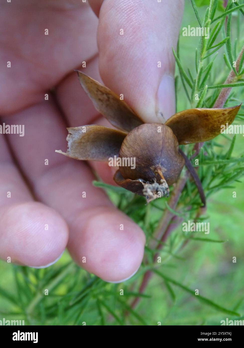 Alamo vine (Distimake dissectus) Plantae Stock Photo - Alamy