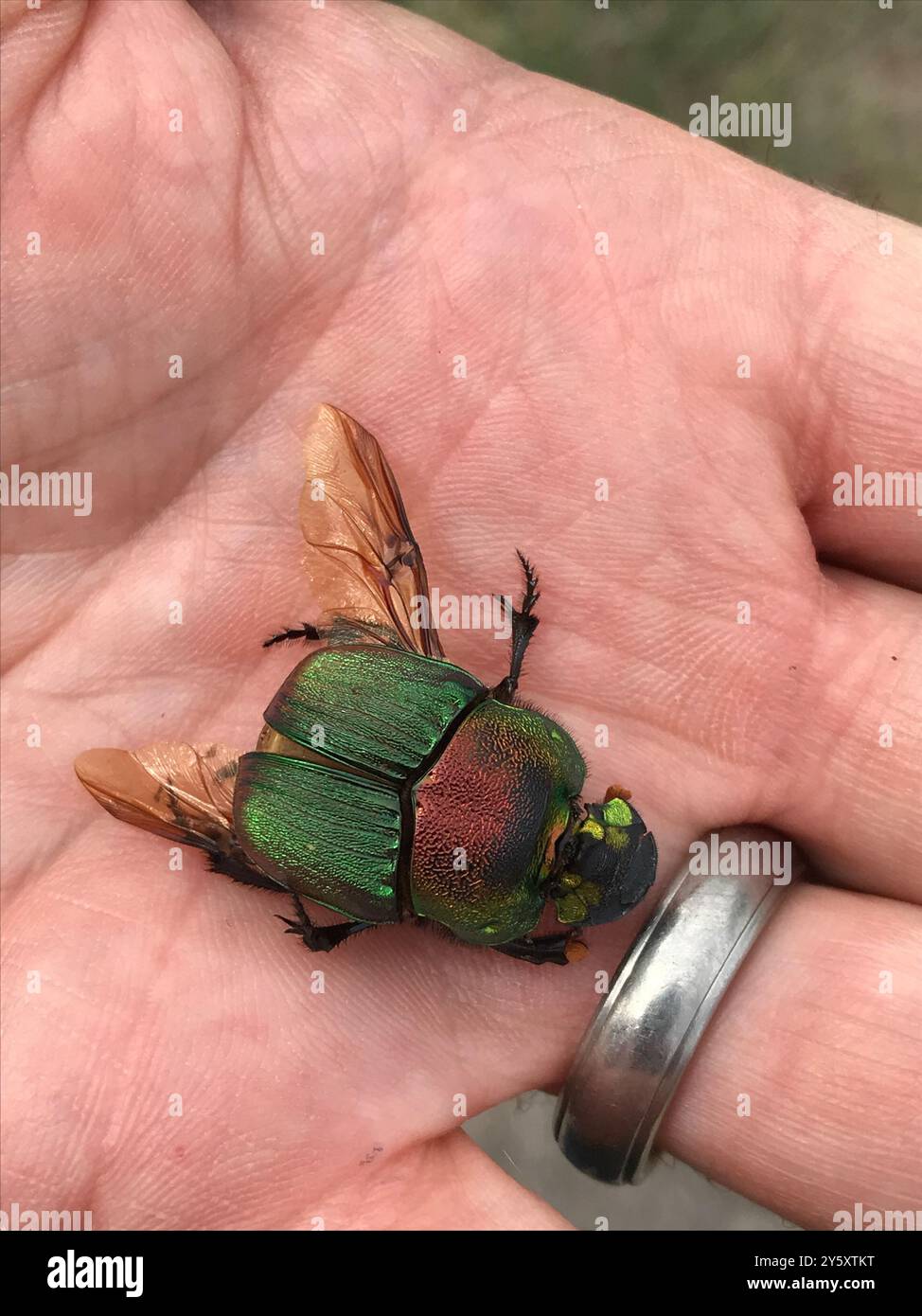 Rainbow Scarab (Phanaeus vindex) Insecta Stock Photo - Alamy