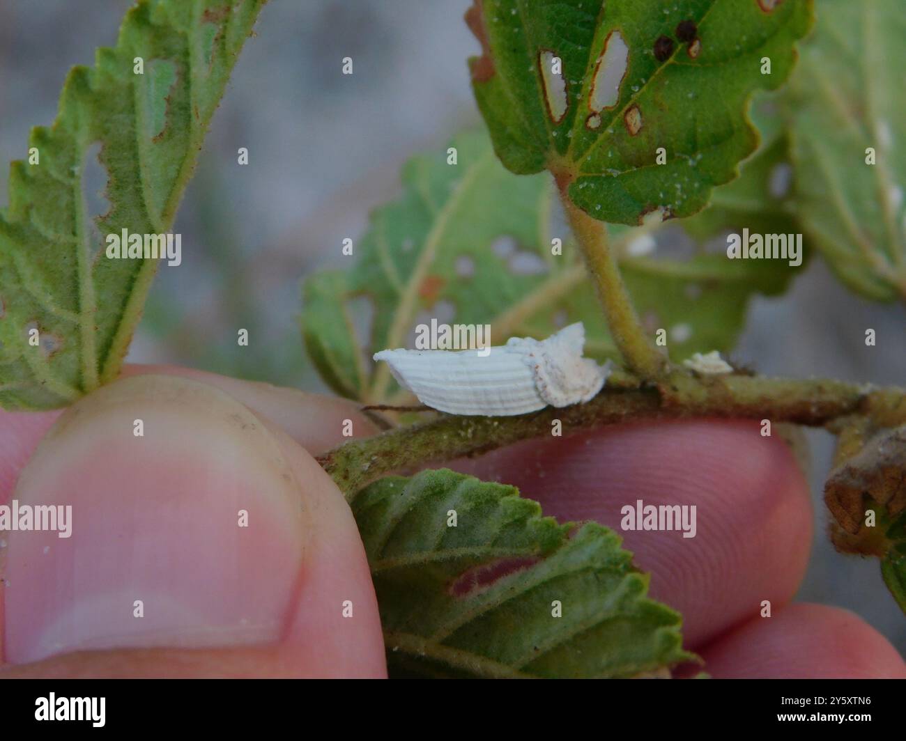 Genista's Giant Scale Insect (Crypticerya genistae) Insecta Stock Photo ...