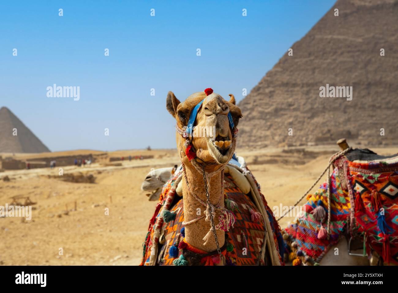 A cheerful camel next to the Pyramids of Giza in Egypt Stock Photo - Alamy