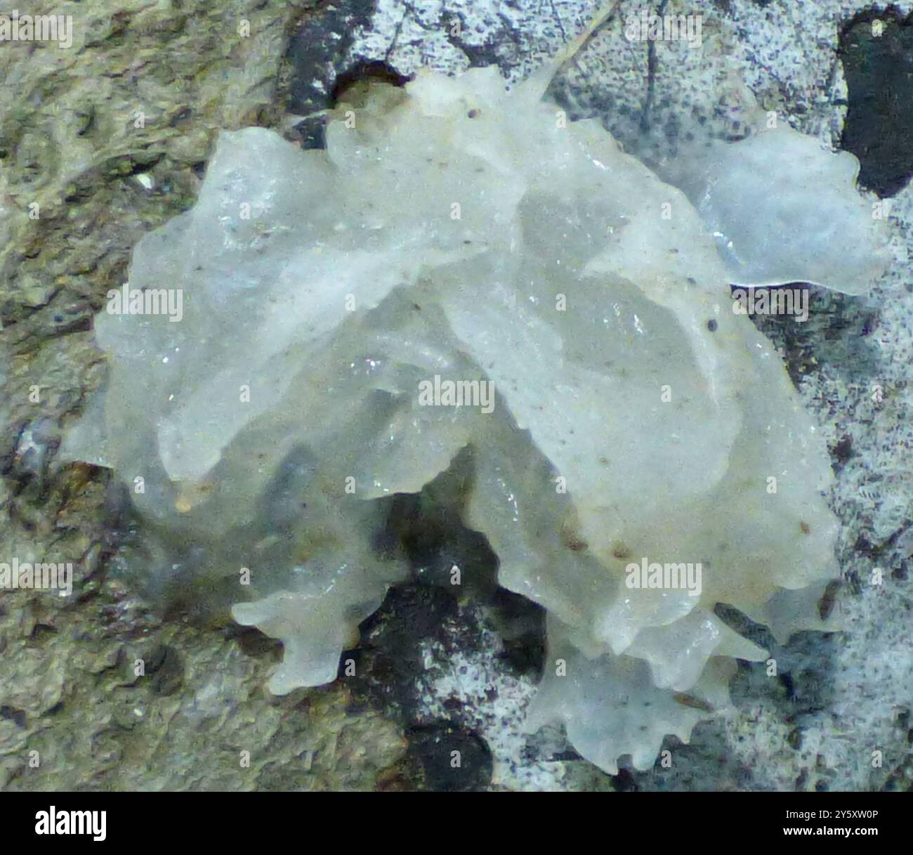 snow fungus (Tremella fuciformis) Fungi Stock Photo - Alamy