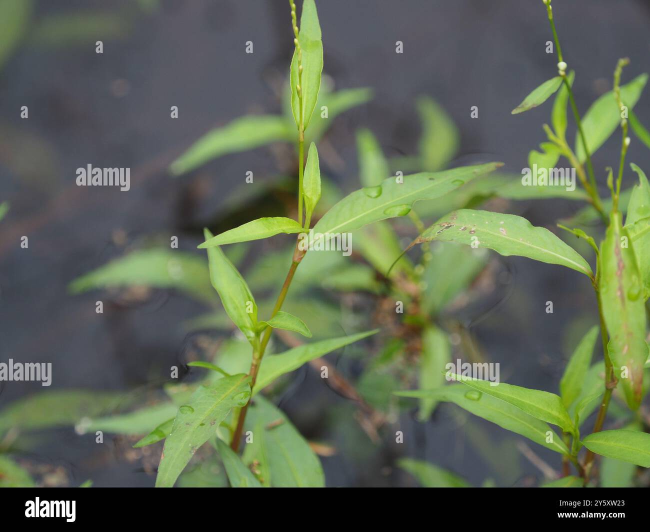 waterpepper (Persicaria hydropiper) Plantae Stock Photo - Alamy