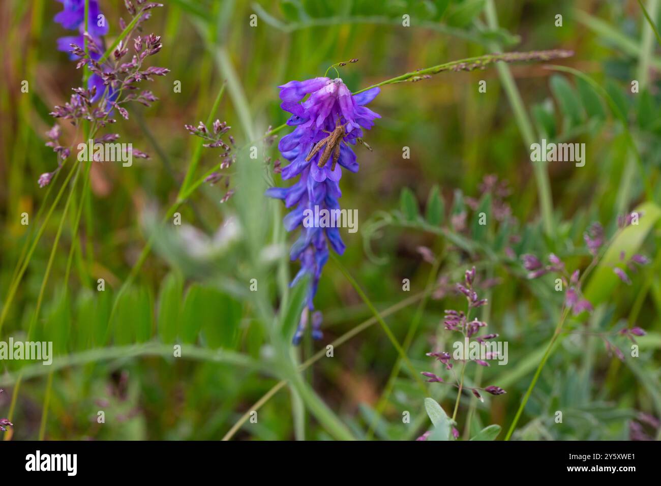 Vicia cracca purple field flowers from the legume family. Mouse peas ...