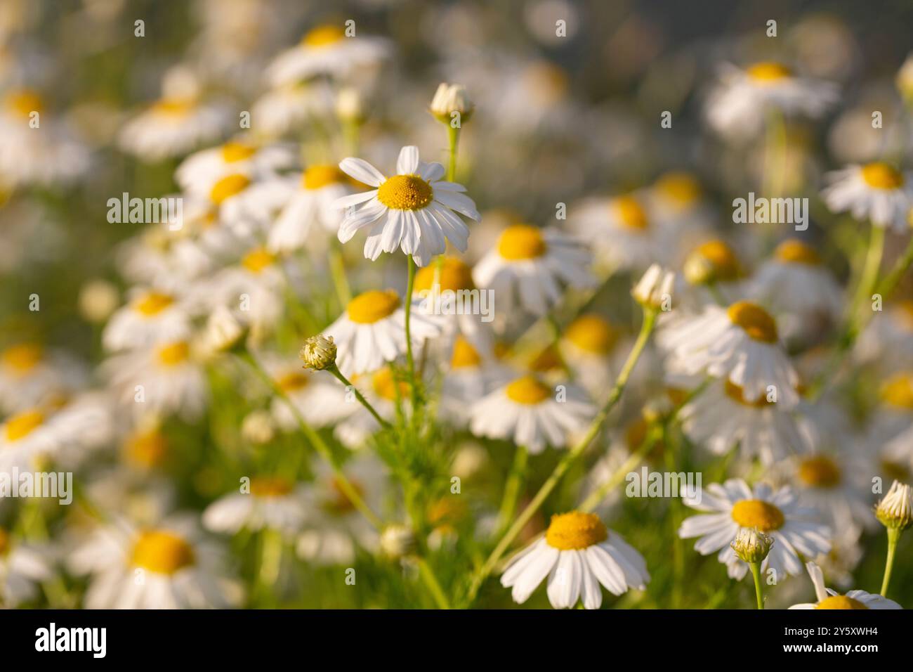 Chrysantemum parthenium hi-res stock photography and images - Alamy
