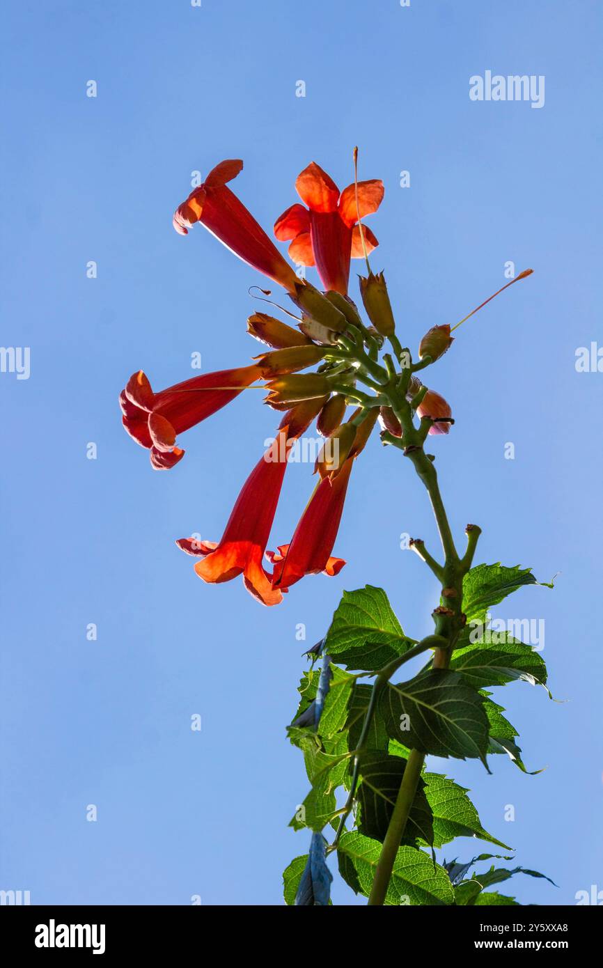 Elongated tube design hi-res stock photography and images - Alamy