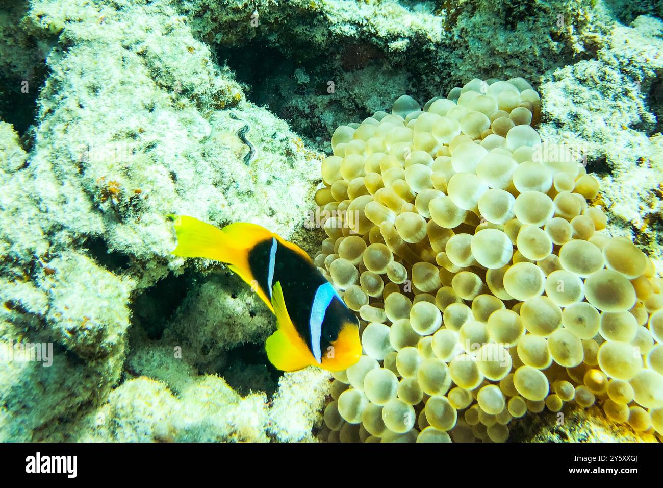 The Lovely juvenile Yellowtail clownfish (Amphiprion clarkii) in ...