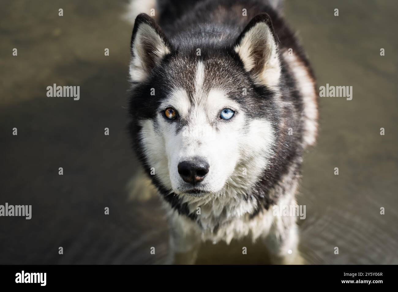 Close up husky different colored hi-res stock photography and images ...