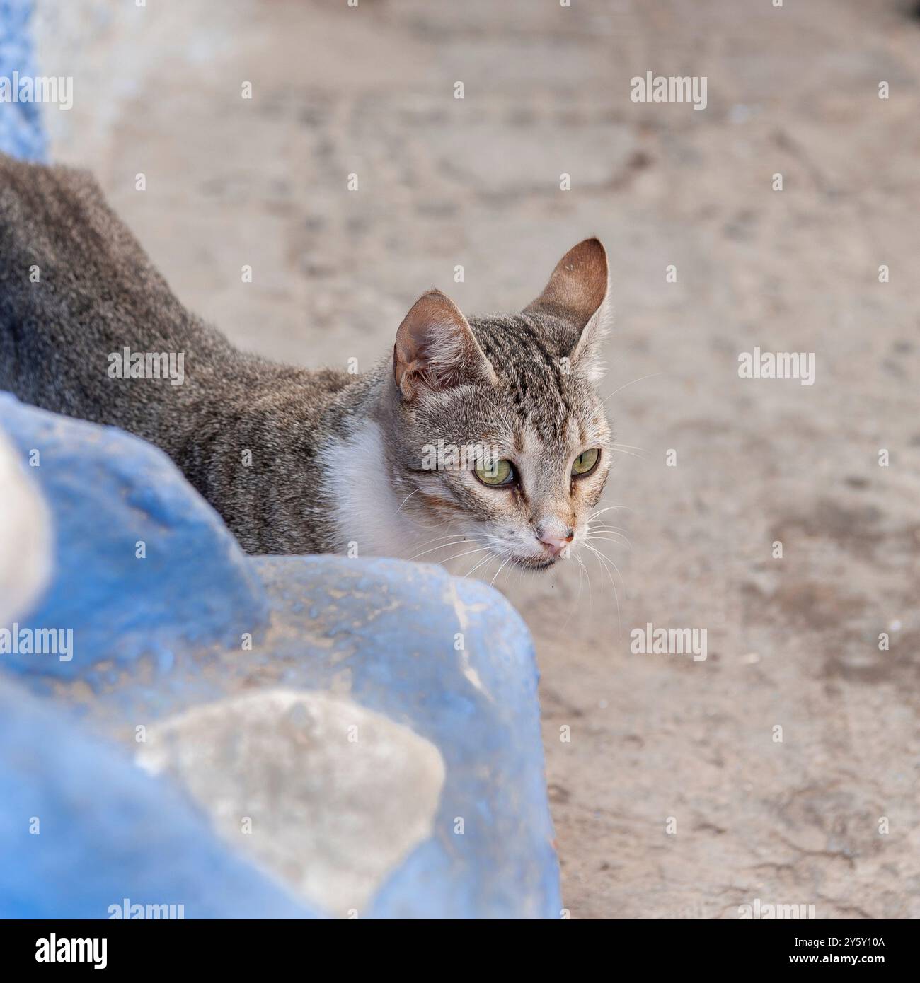 Stray cat in an alley in the blue city of Chefchaouen, Morocco Stock ...