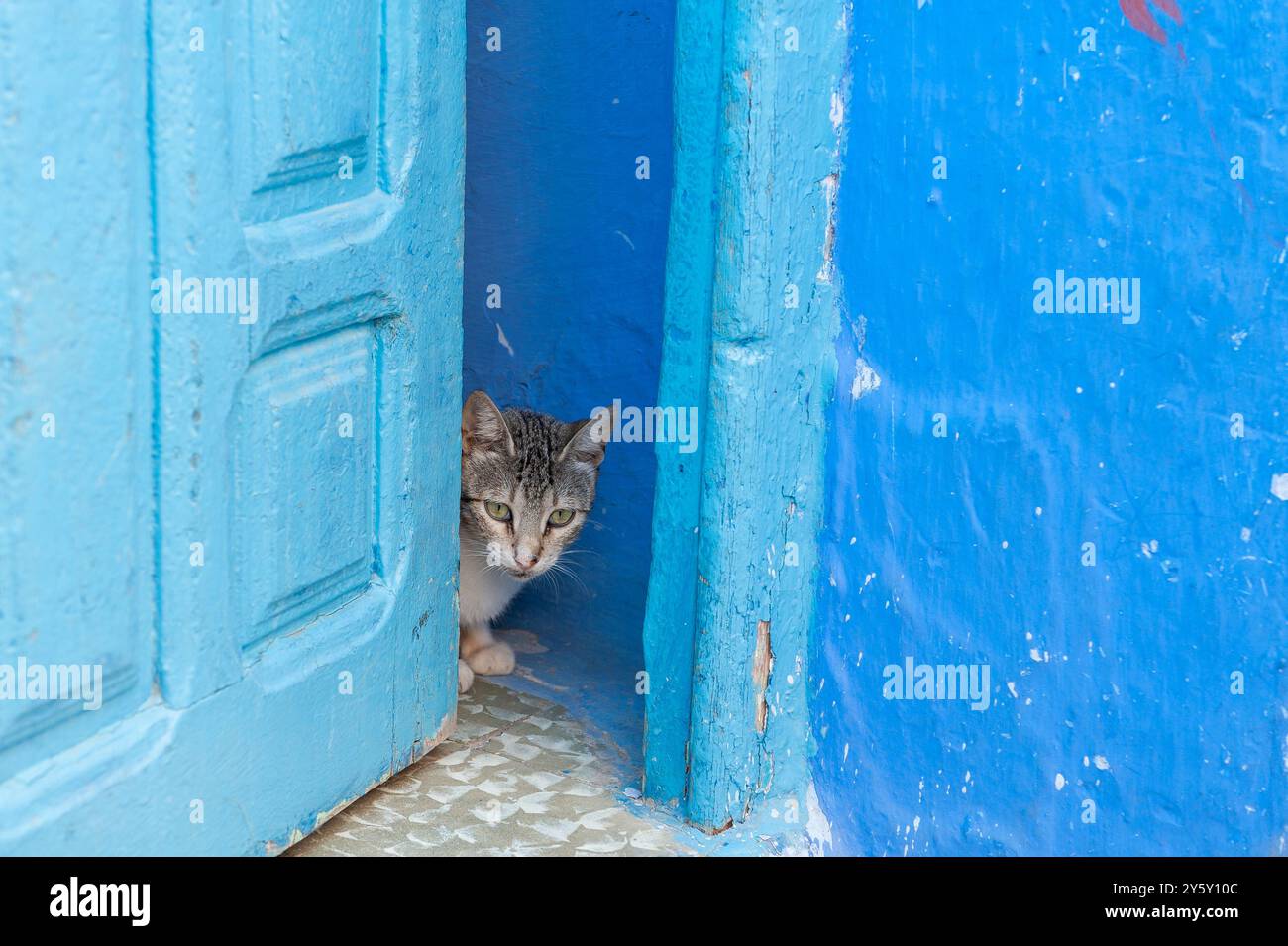 Stray cat in an alley in the blue city of Chefchaouen, Morocco Stock ...