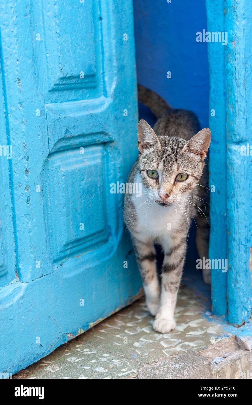 Stray cat in an alley in the blue city of Chefchaouen, Morocco Stock ...