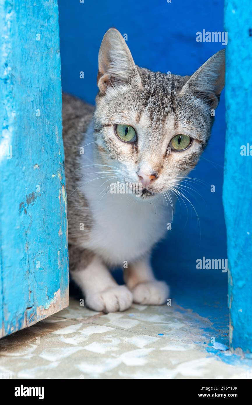 Stray cat in an alley in the blue city of Chefchaouen, Morocco Stock ...