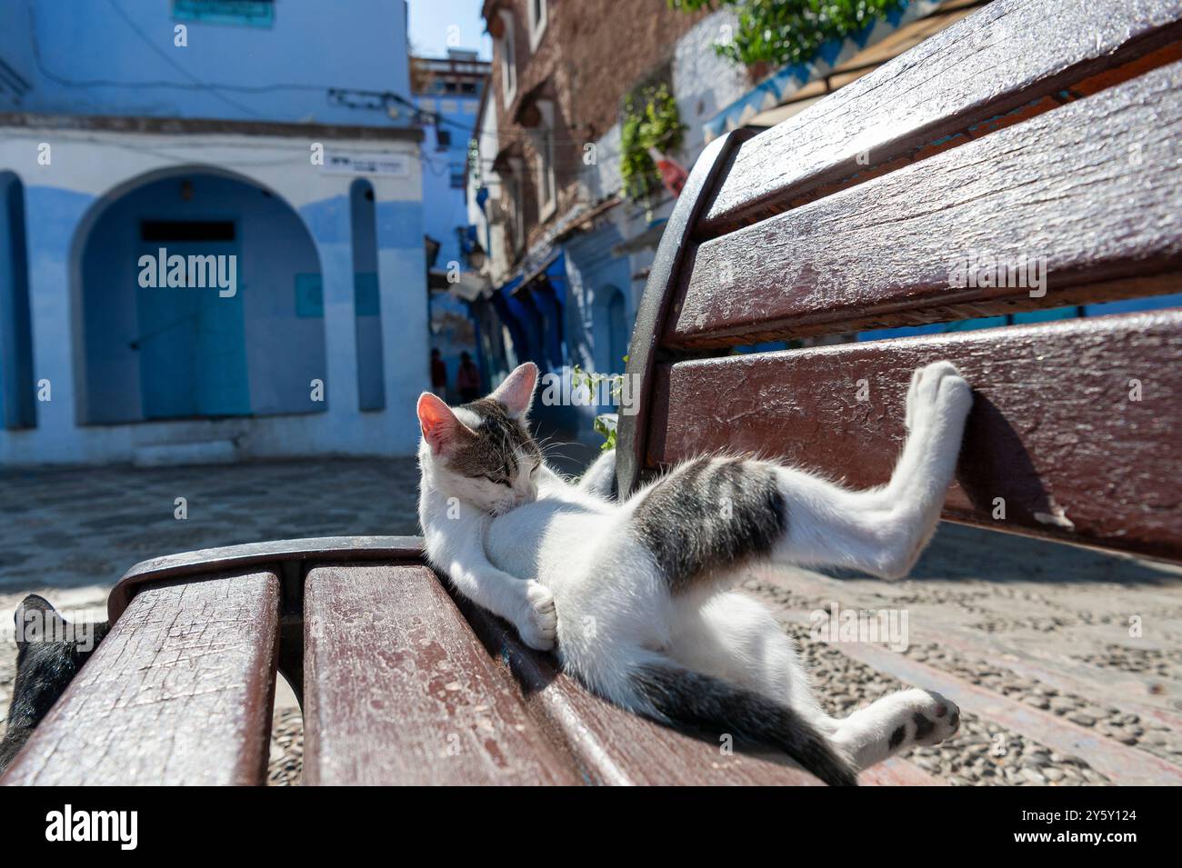 Stray cat in an alley in the blue city of Chefchaouen, Morocco Stock ...