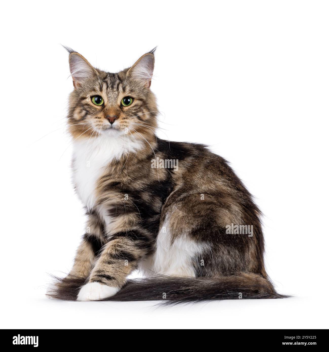 Close up portrait black tabby Cut Out Stock Images & Pictures - Alamy