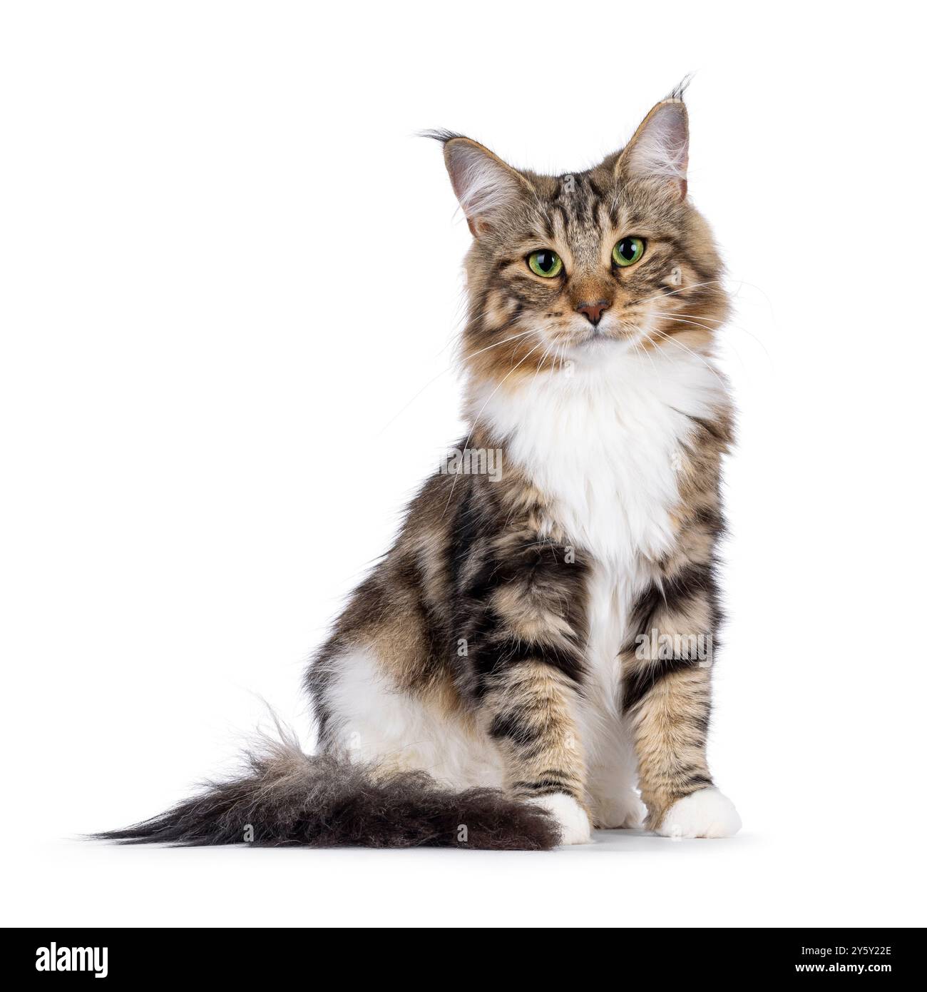 Sweet black tabby blotched Norwegian Forestcat kitten, sitting up ...