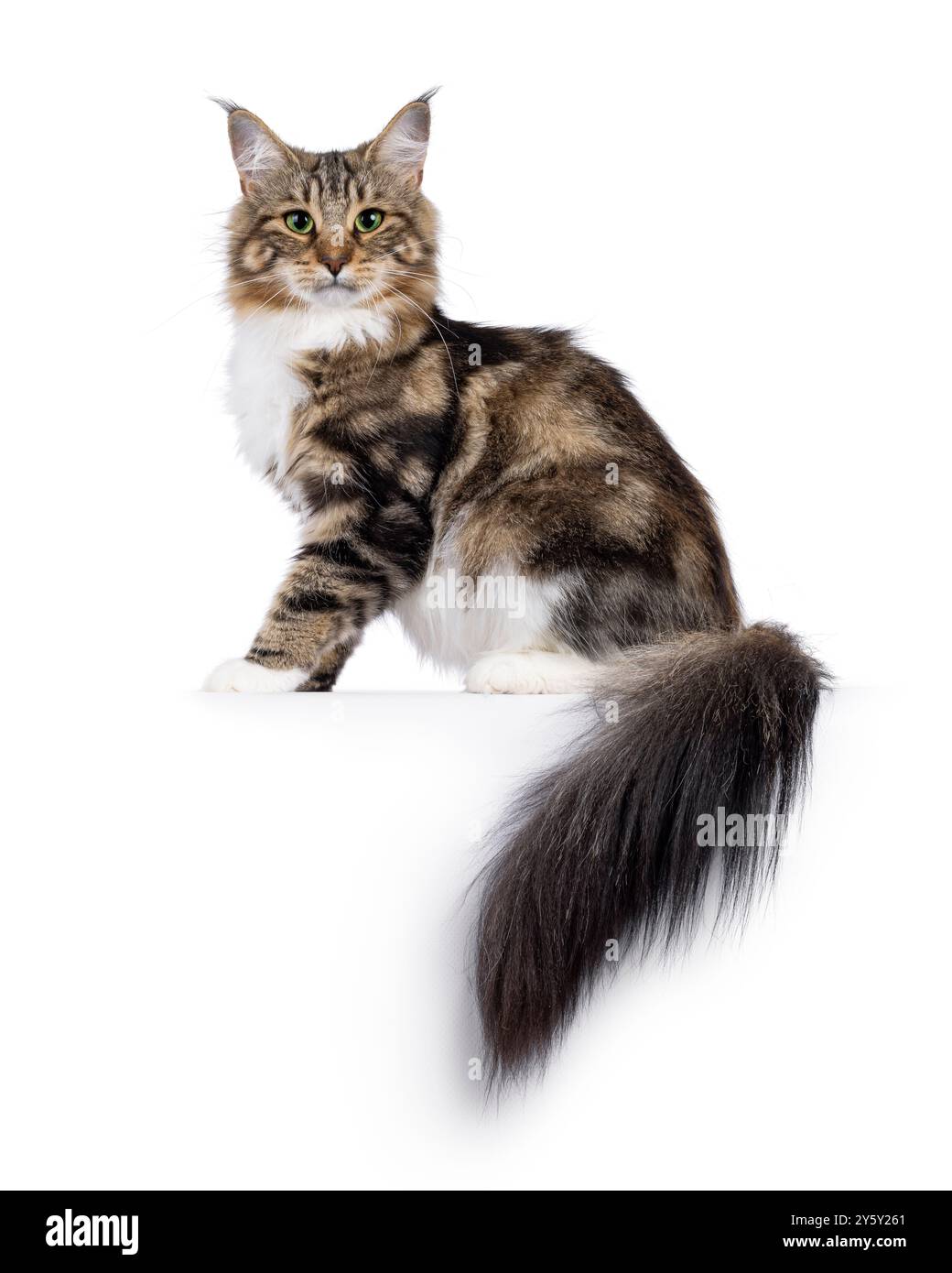 Sweet black tabby blotched Norwegian Forestcat kitten, sitting up side ...