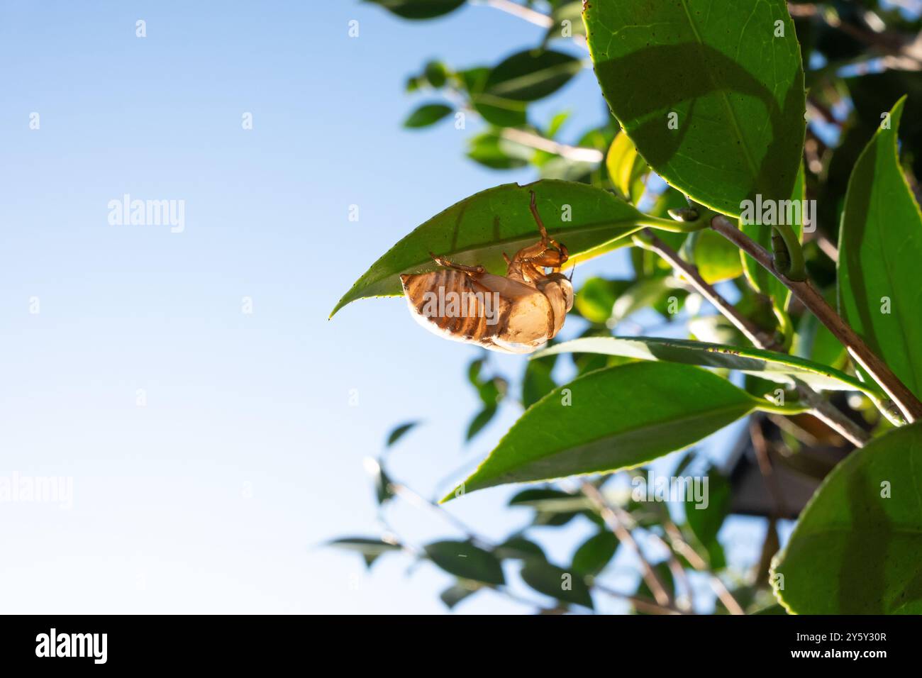 Cicada casing shell on a green Japanese camellia leaf Stock Photo - Alamy